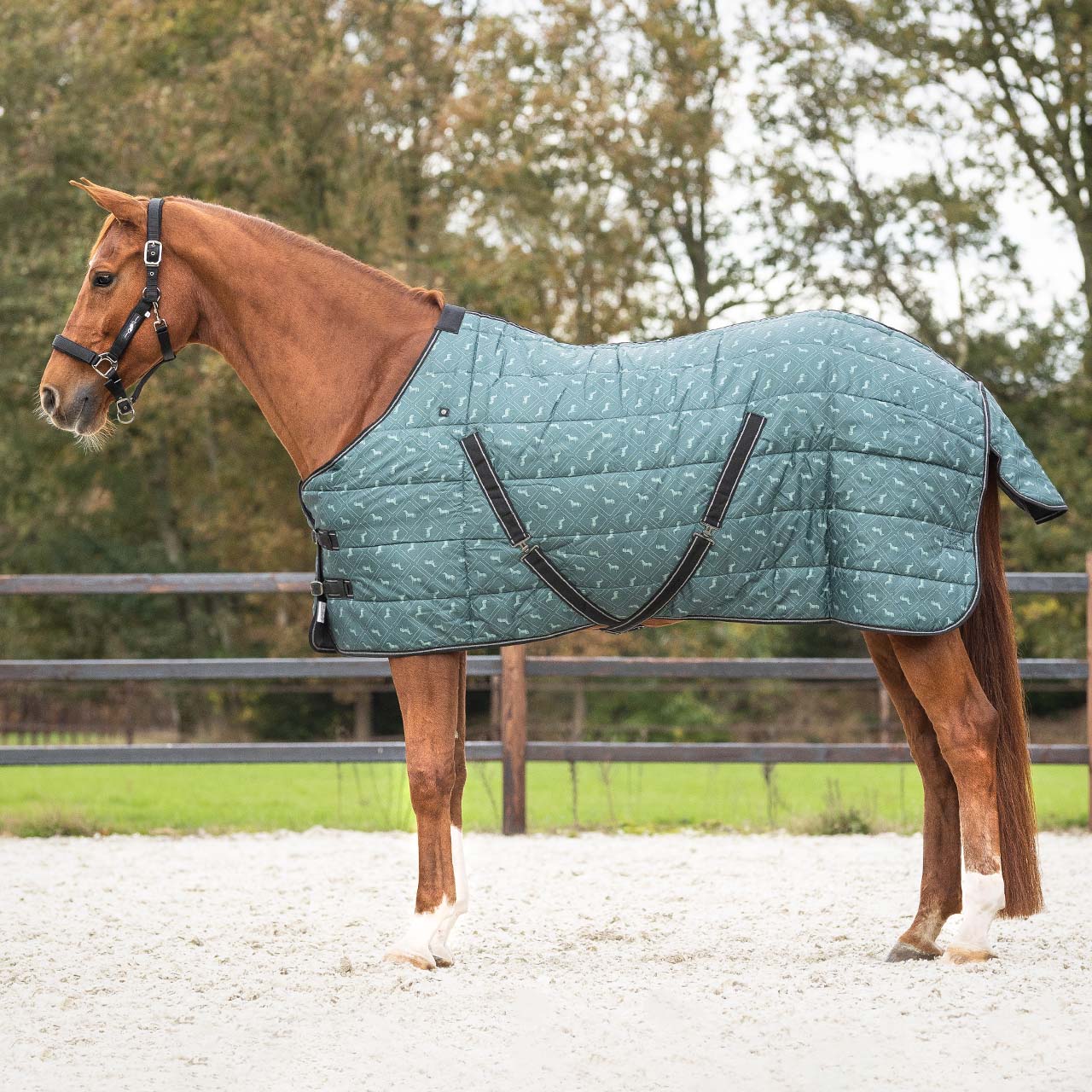 QHP Stalldecke Start Collection 200gr | Horse Shop